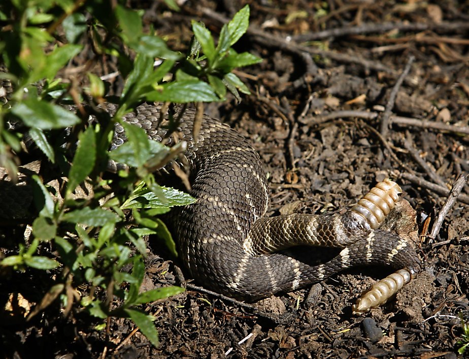 Wet spring portends another big year for snakes