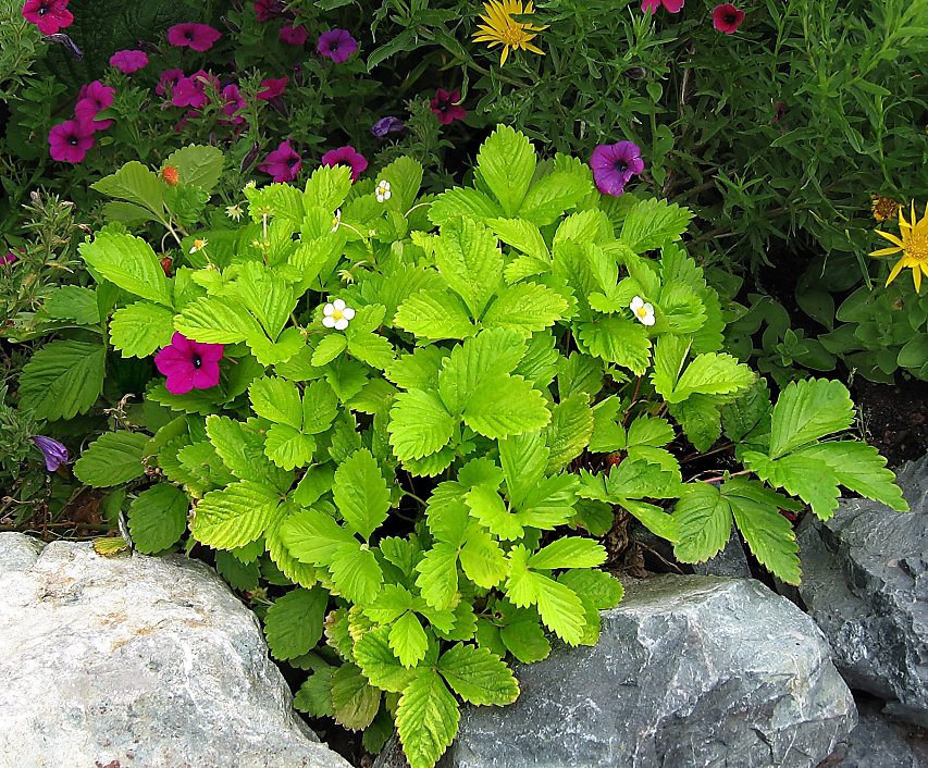 Alpine strawberry a tasty ancestor