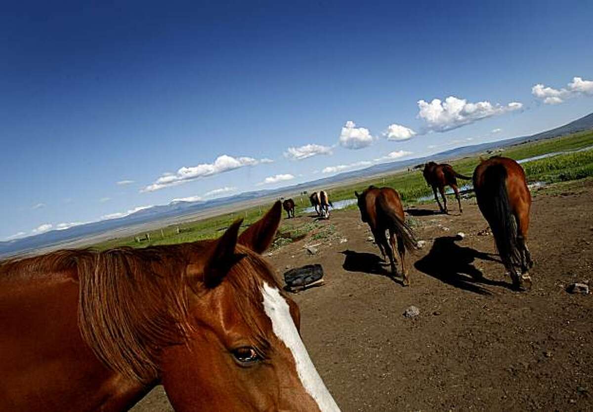 Chronicle Photography: Brant Ward