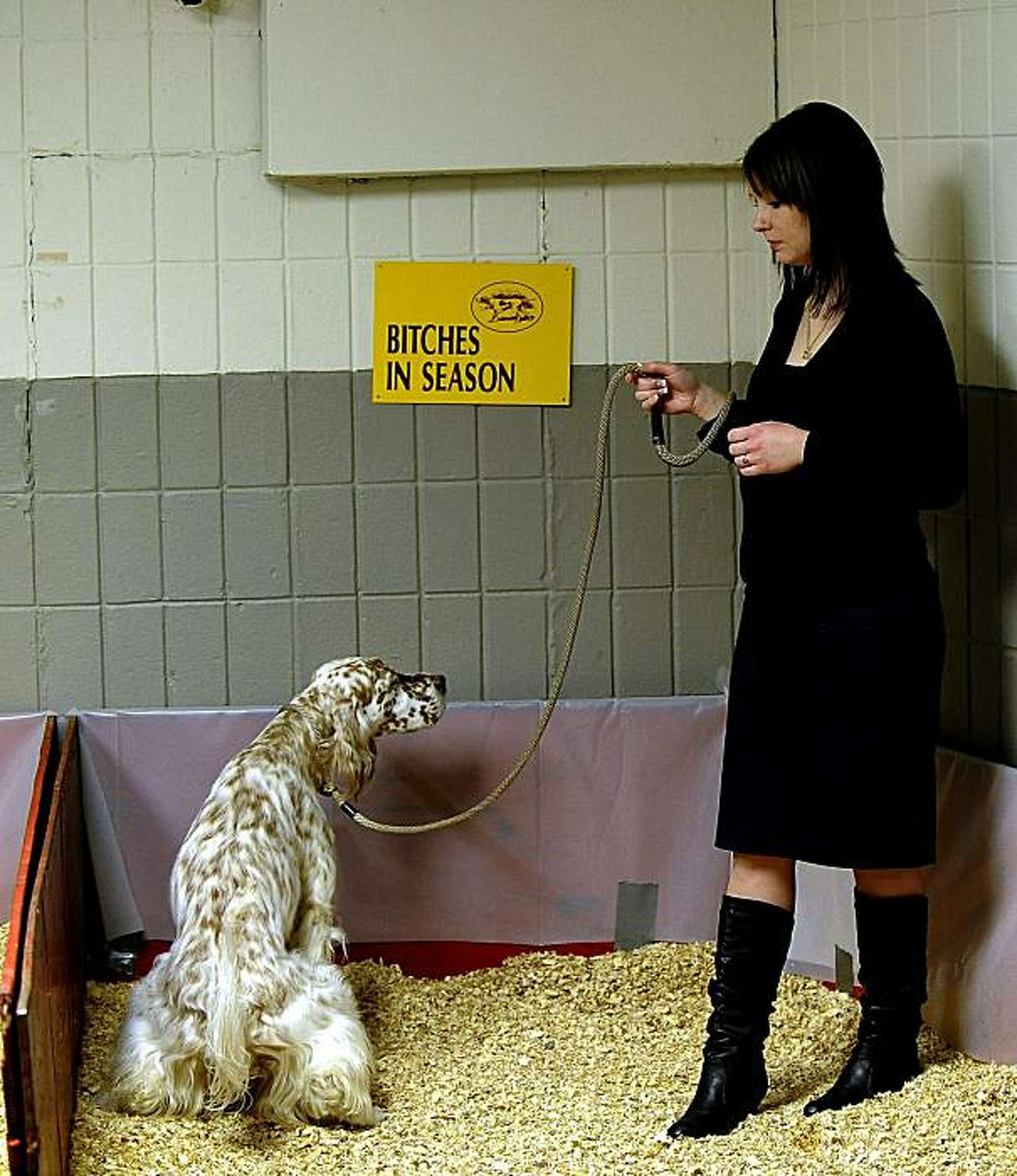 Scottish deerhound is the top dog at Westminster