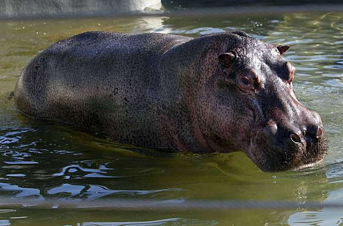 S.F. Zoo welcomes new hippo