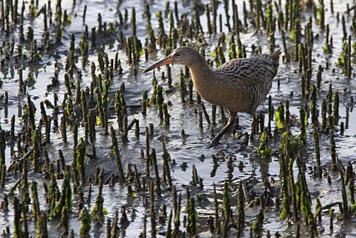 The California Clapper Rail
