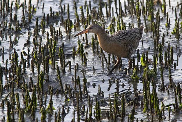 The California Clapper Rail