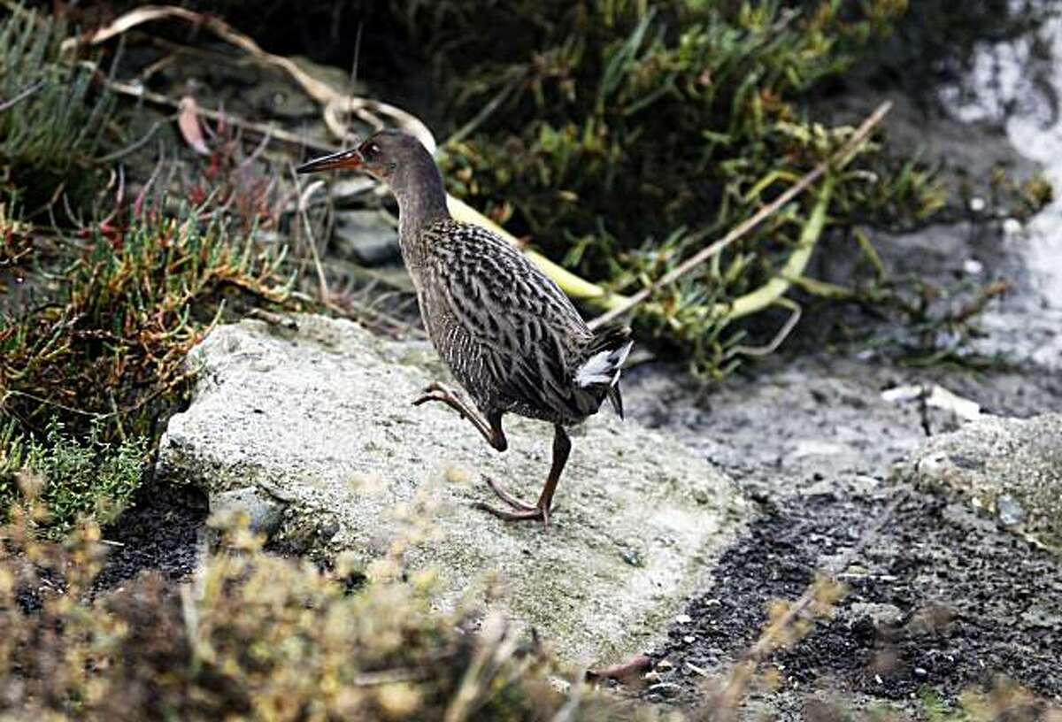 The California Clapper Rail