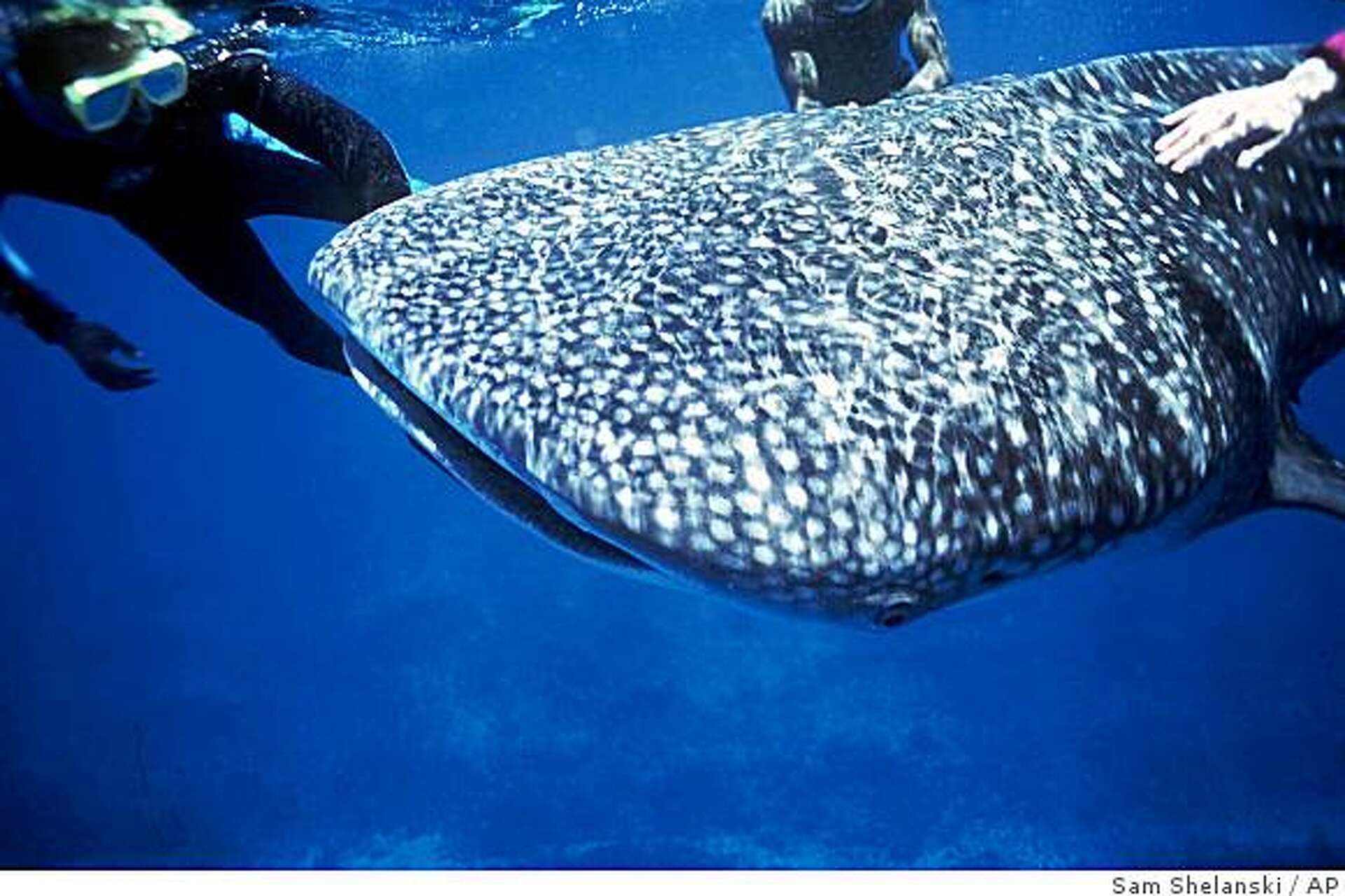Swimming with the world's largest fishes