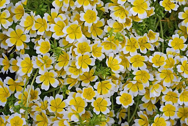 Spring natives layia and limnanthes bloom easily