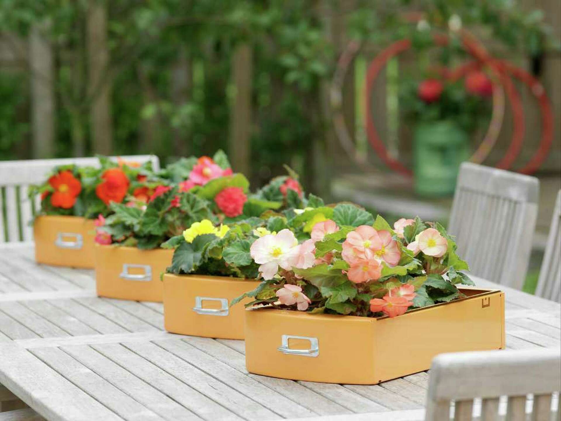 Big Begonias A 'must have' in next year's landscape