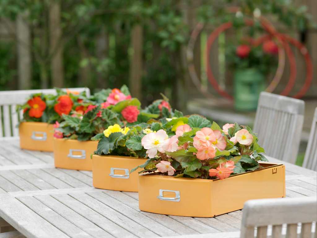 Big Begonias A 'must have' in next year's landscape