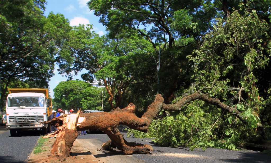 Zimbabwe's 'Hanging Tree' falls, revives legends
