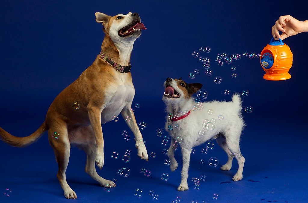 Five quirky finds for pet lovers