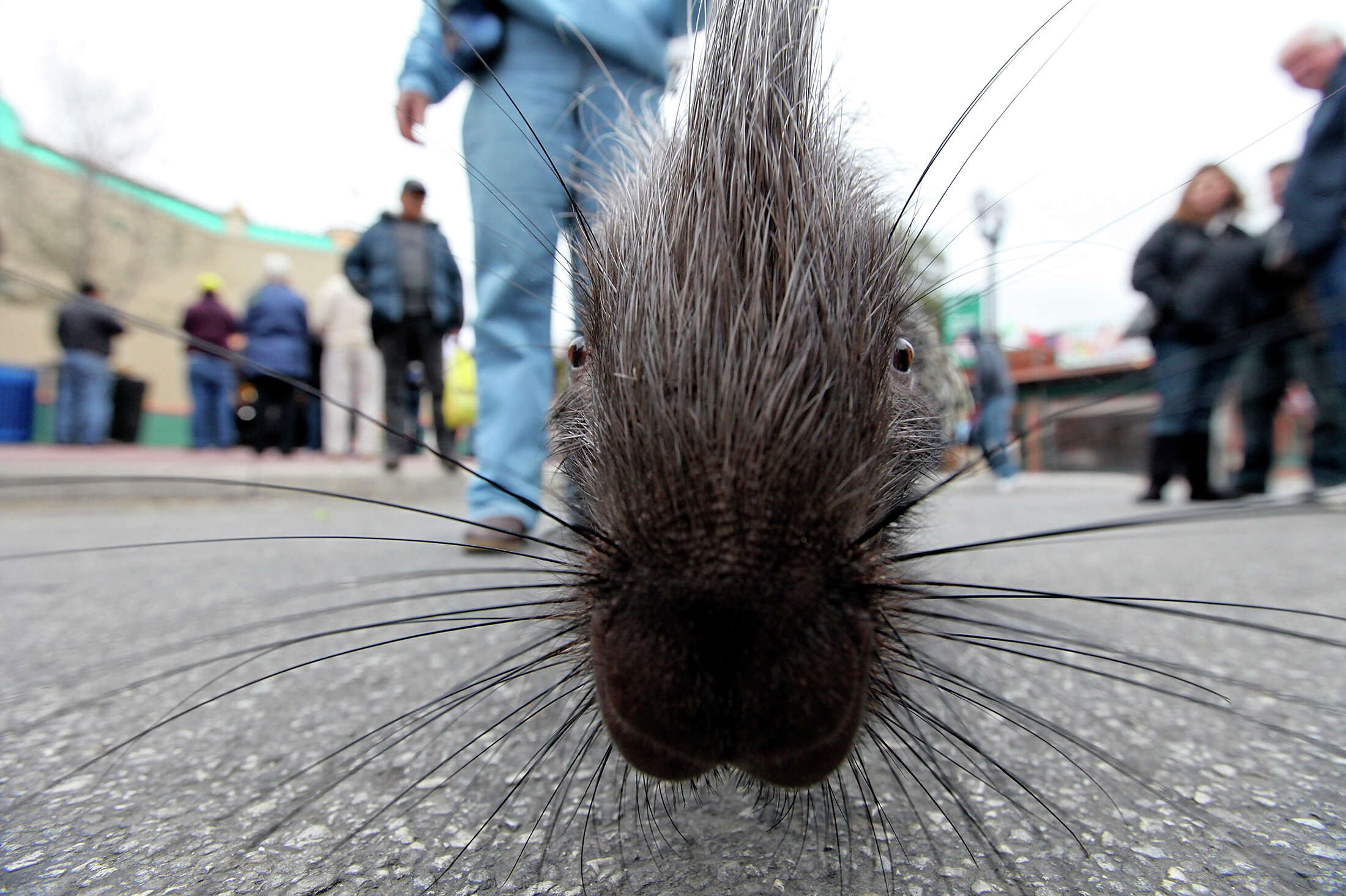 Porcupine attacks on the rise in Central Texas
