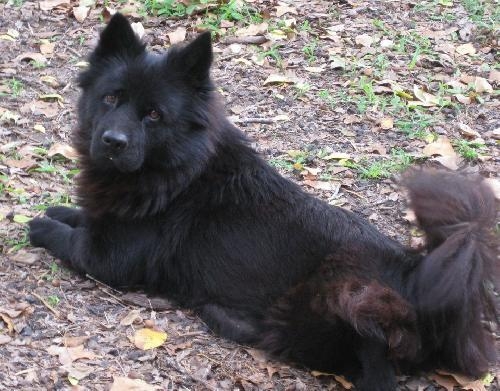 Pet Project: It's not too late to add a new friend to the family