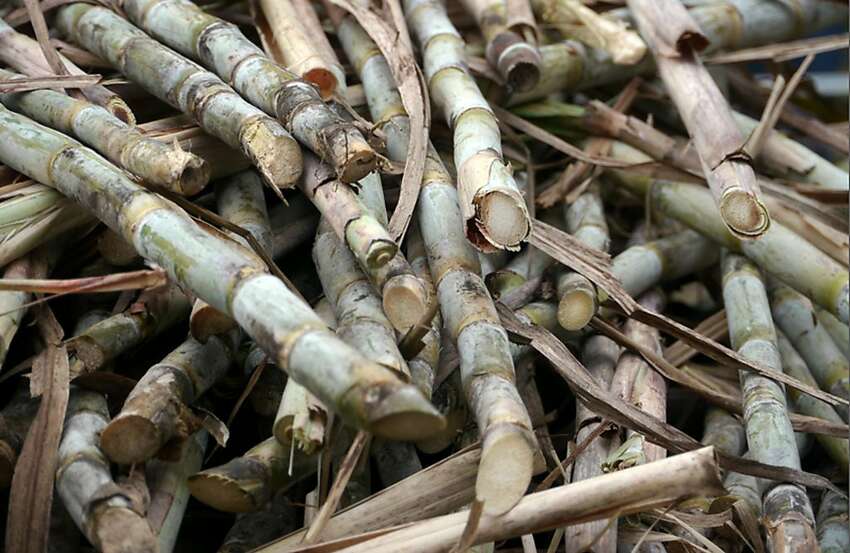 Tradition of sugar cane grinding