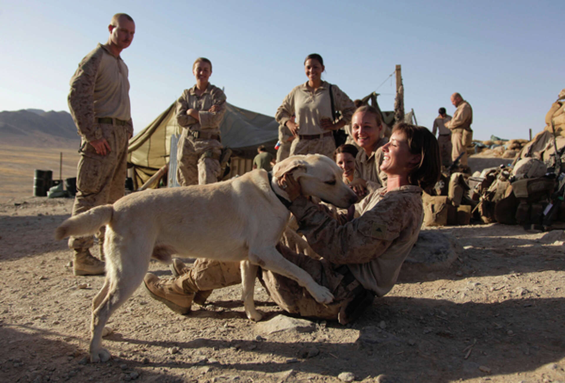 Lawsuit: 14 bomb-sniffing dogs on way to Afghanistan died in truck