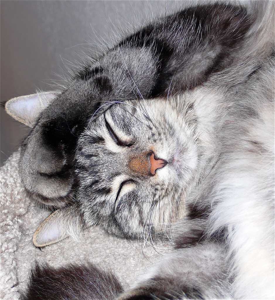 Spot the pet: Maou, a cat