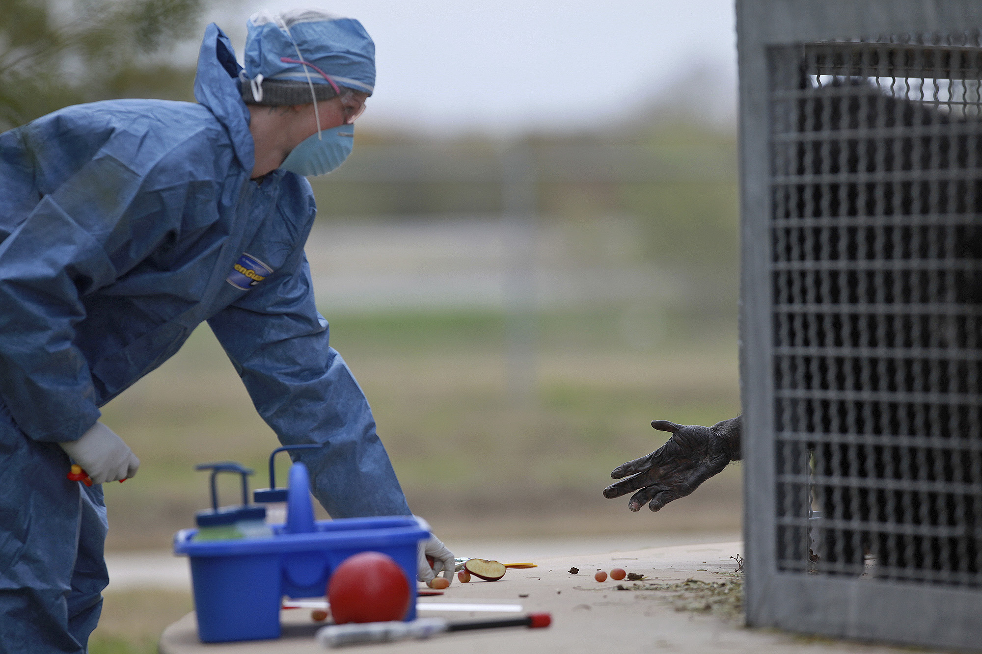 New chimp rules present research complications