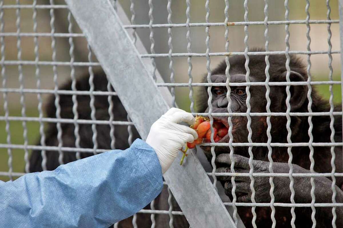 New chimp rules present research complications