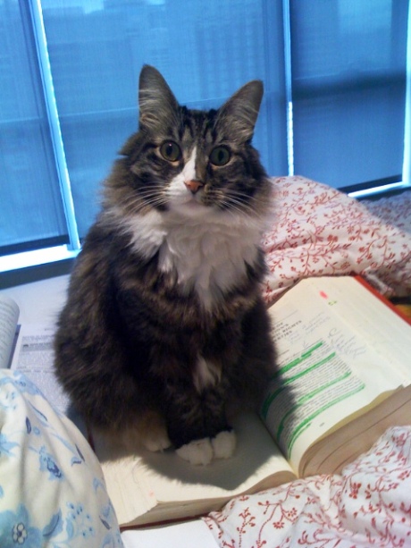 Seattle cat is 'fine' after 11-story fall