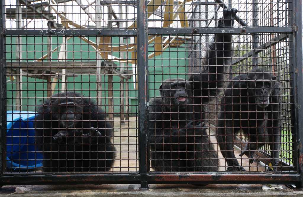 For discarded animals, sanctuary provides a chance