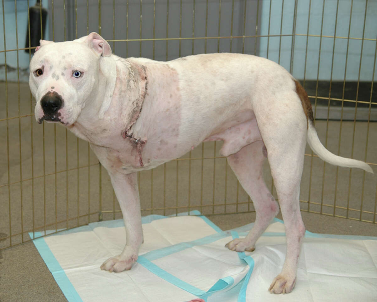 Injured pit bull needs amputation after grisly injury