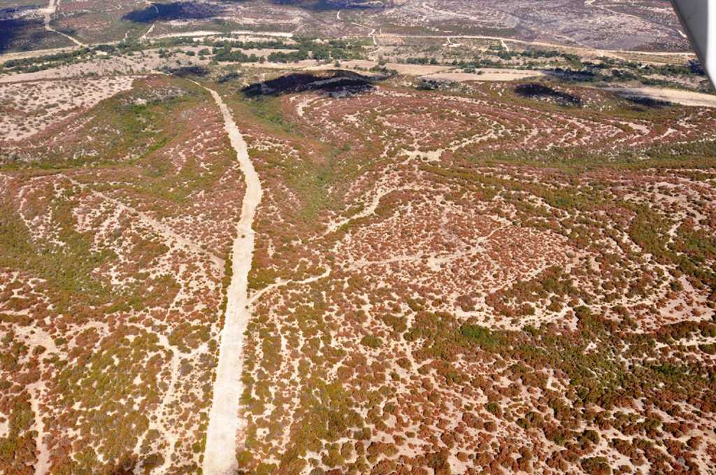 'Tis the season — to suffer cedar fever