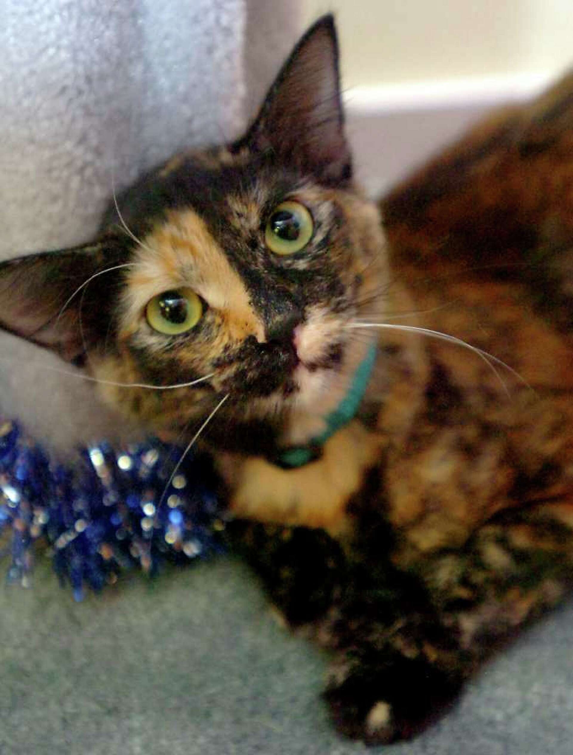 Beaumont shelter trying to find a home for polydactyl cat