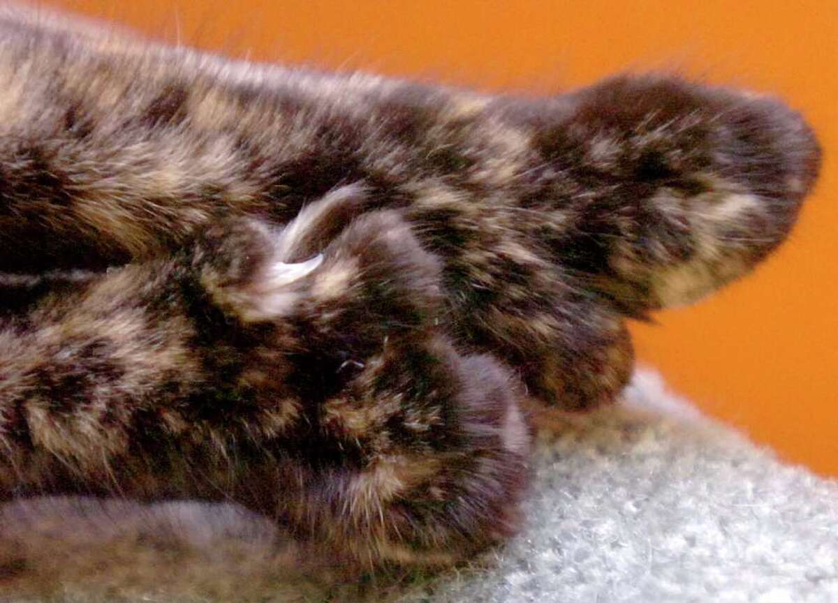 Beaumont shelter trying to find a home for polydactyl cat