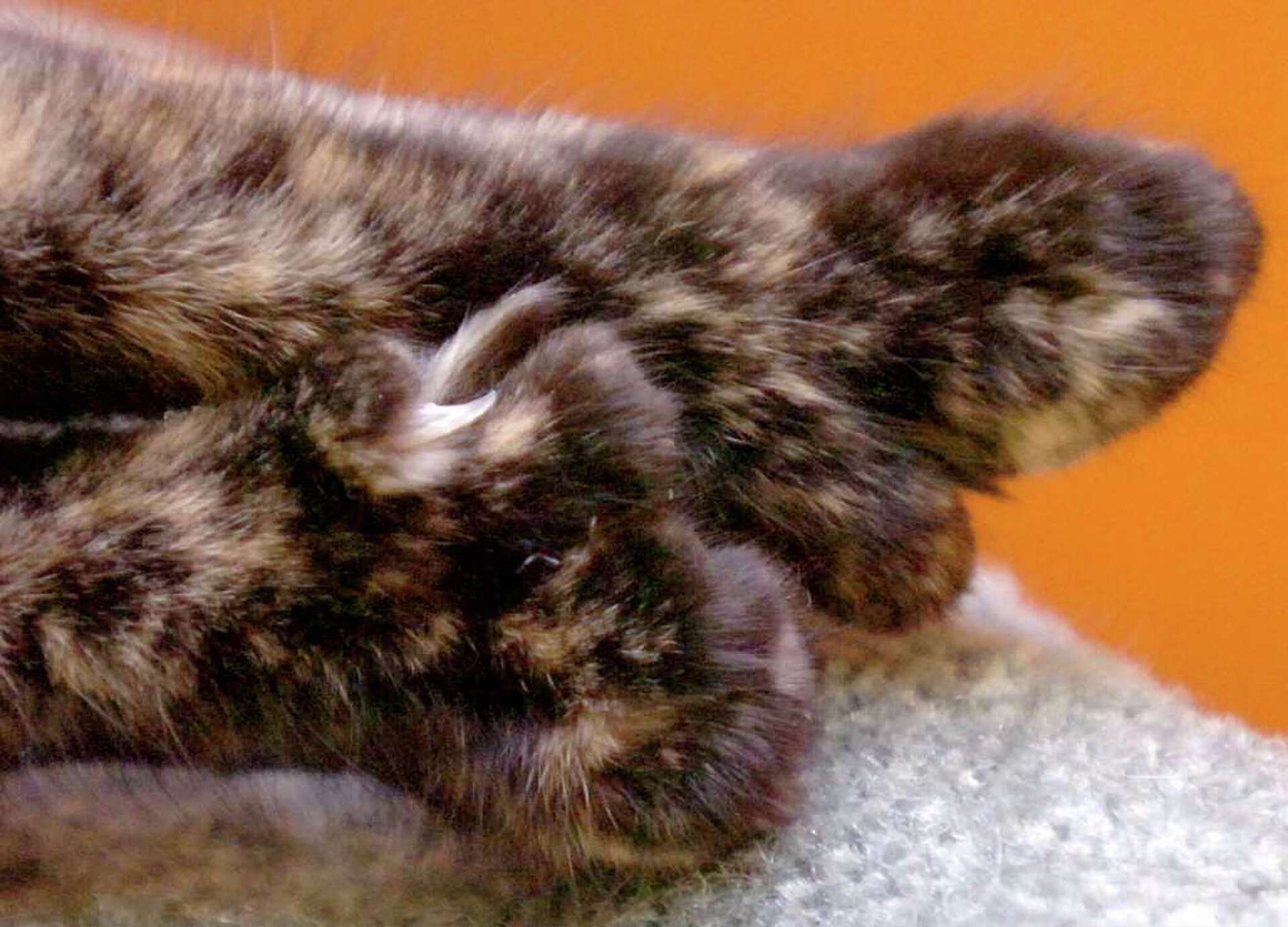 Beaumont shelter trying to find a home for polydactyl cat