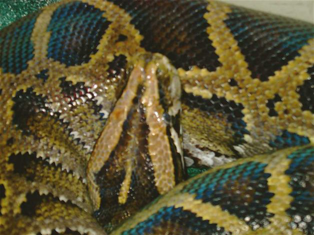 Barney the python dies, favorite Earthplace creature