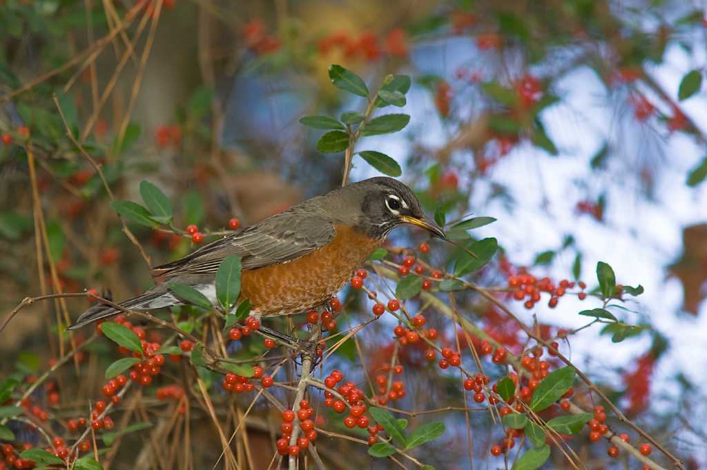 Robins and the Christmas story