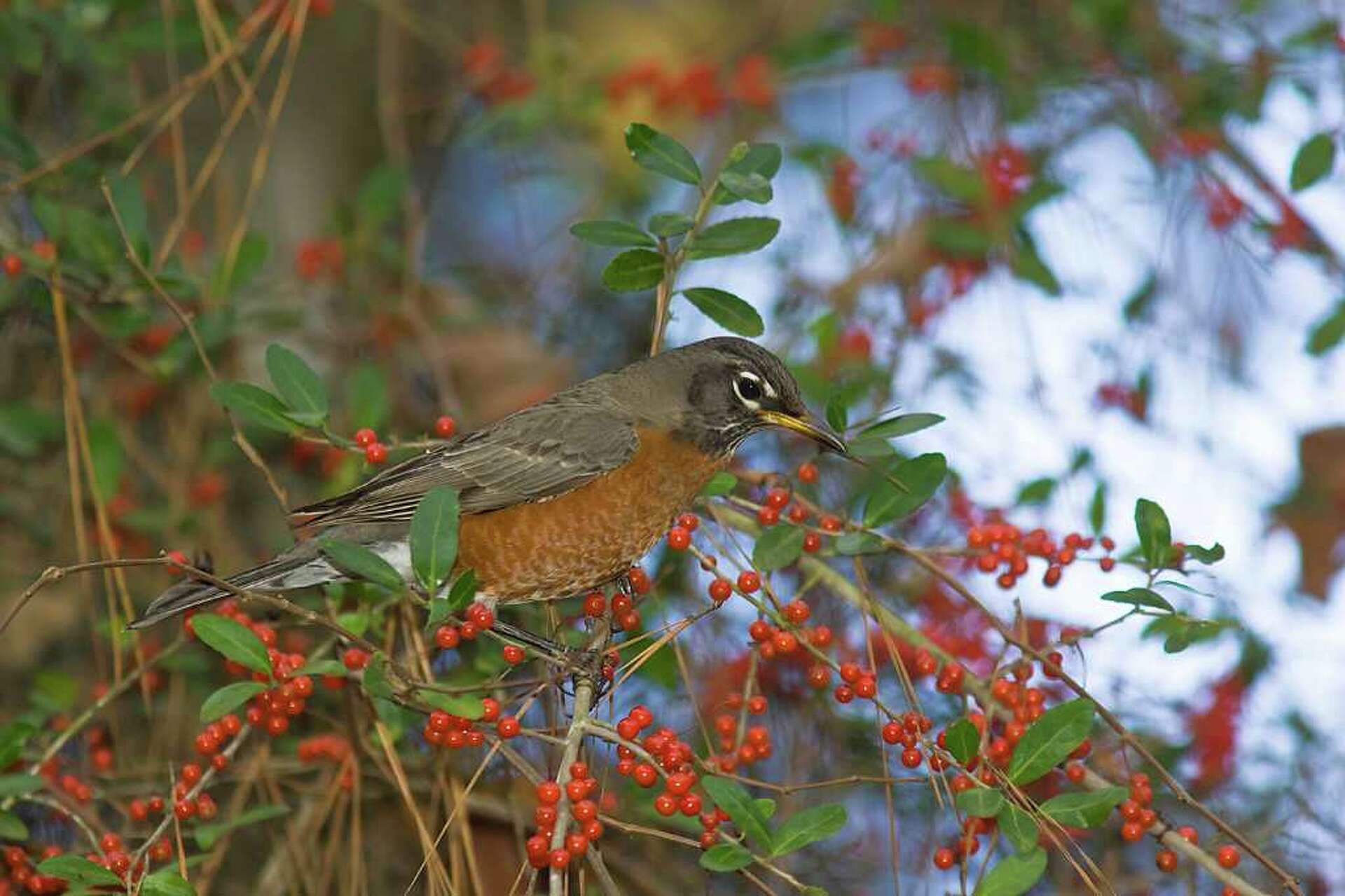 North American and European robins share a holiday legend