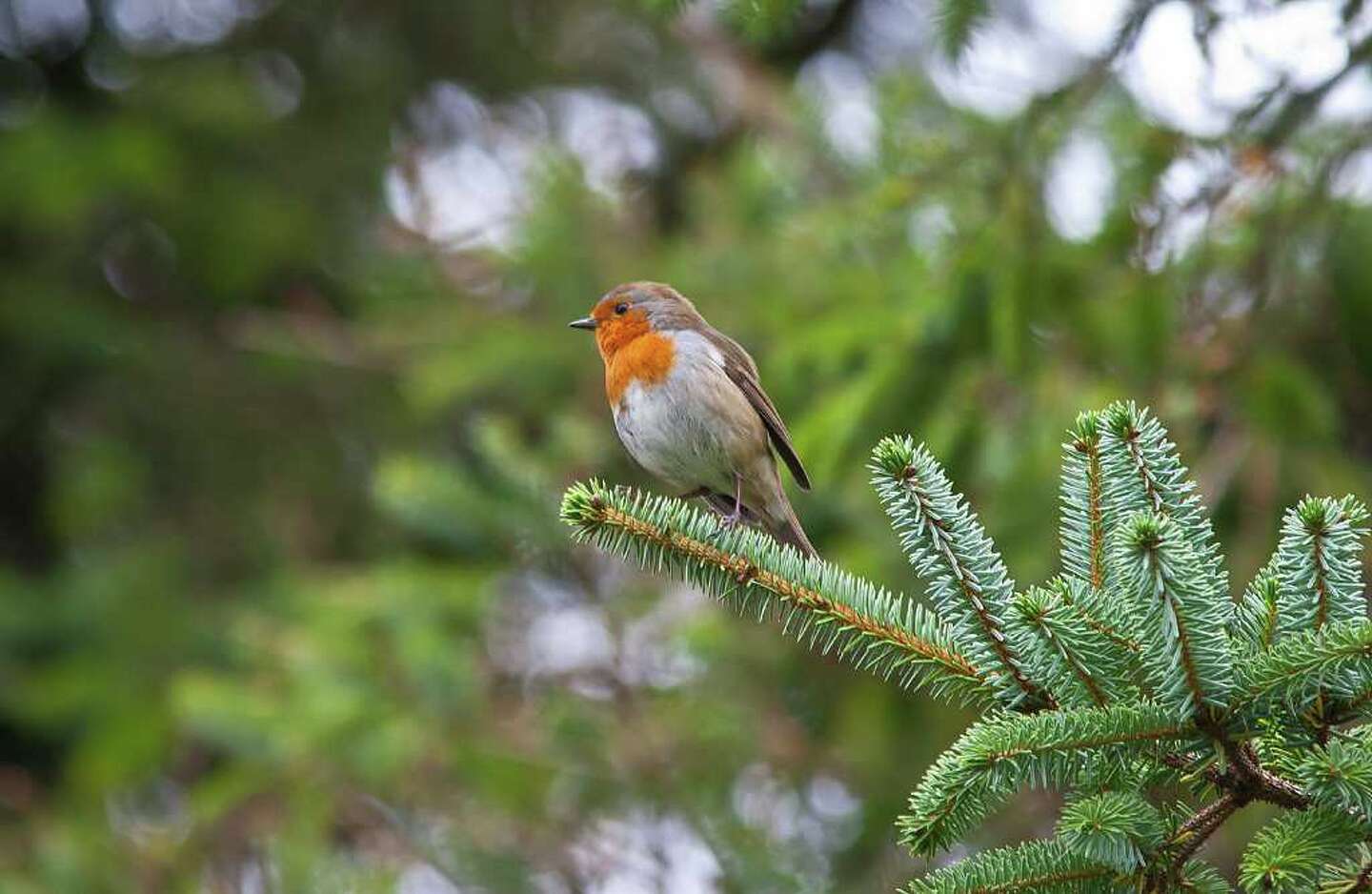 North American and European robins share a holiday legend