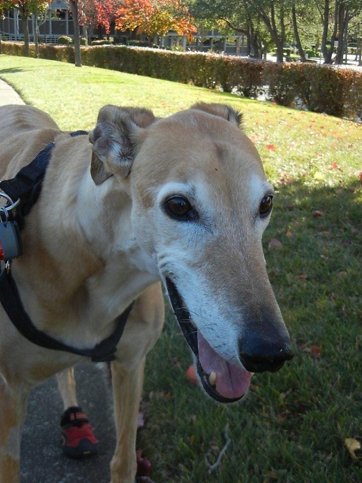 Greyhound's cough leads to tumor discovery