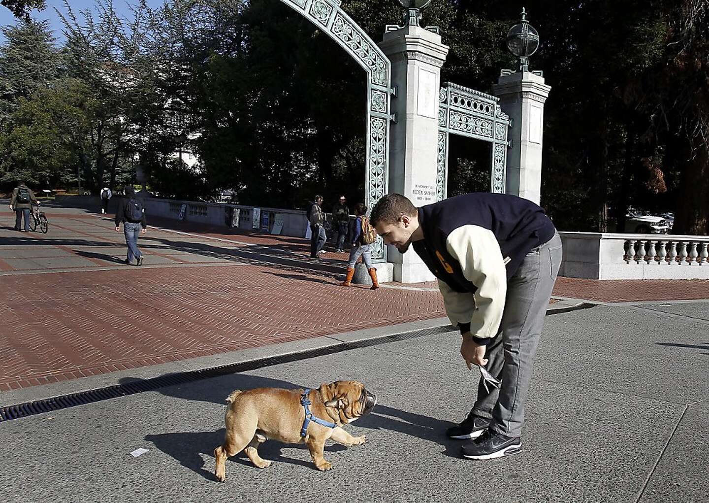 Most popular Bear might be a bulldog