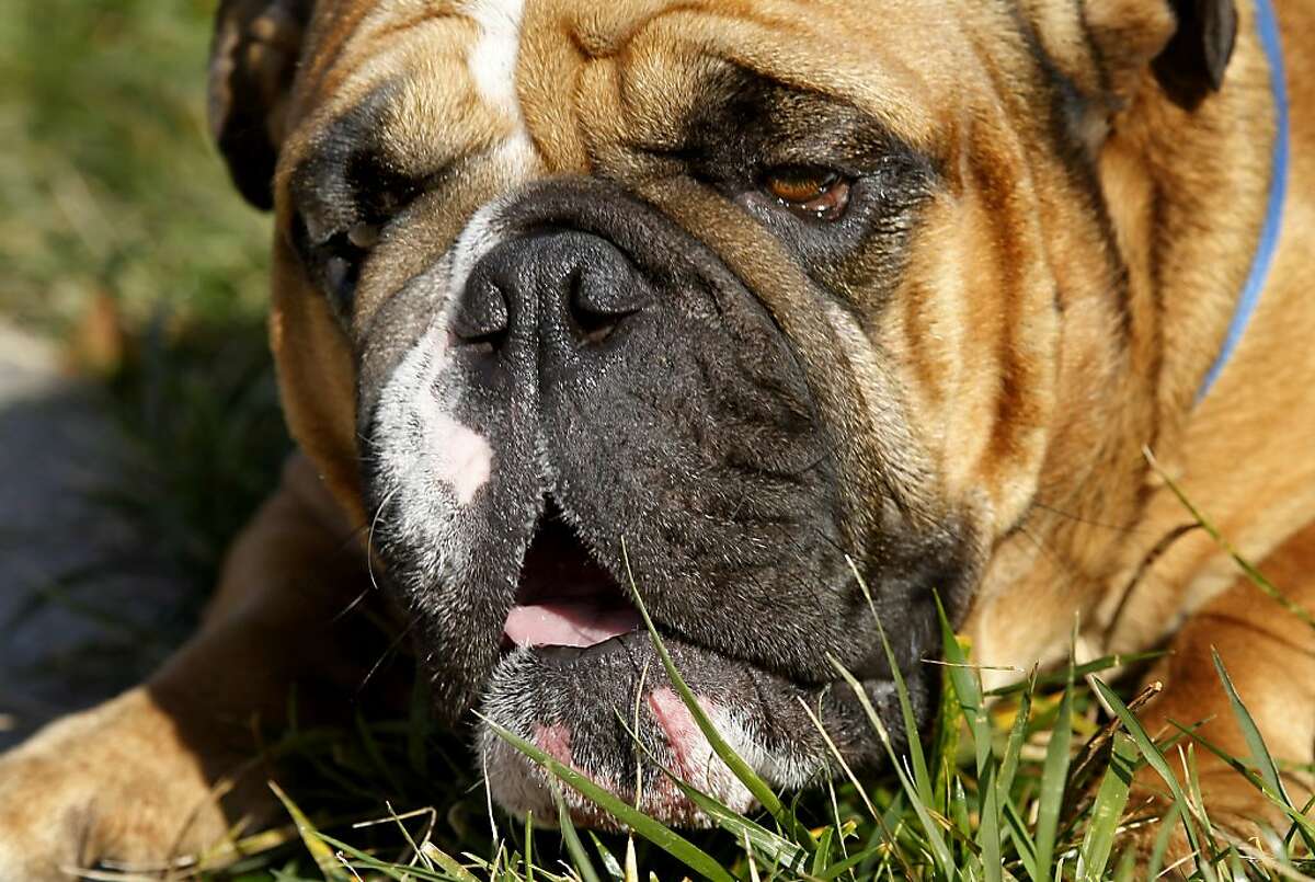 Most popular Bear might be a bulldog