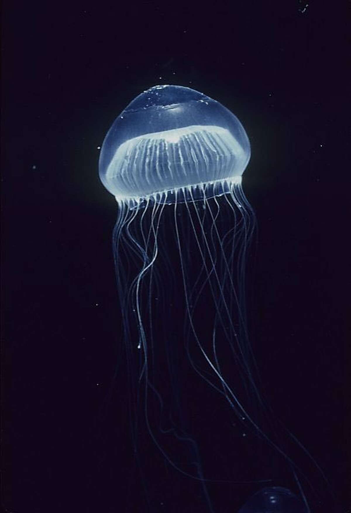 Monterey aquarium jellies jam to psychedelic beat