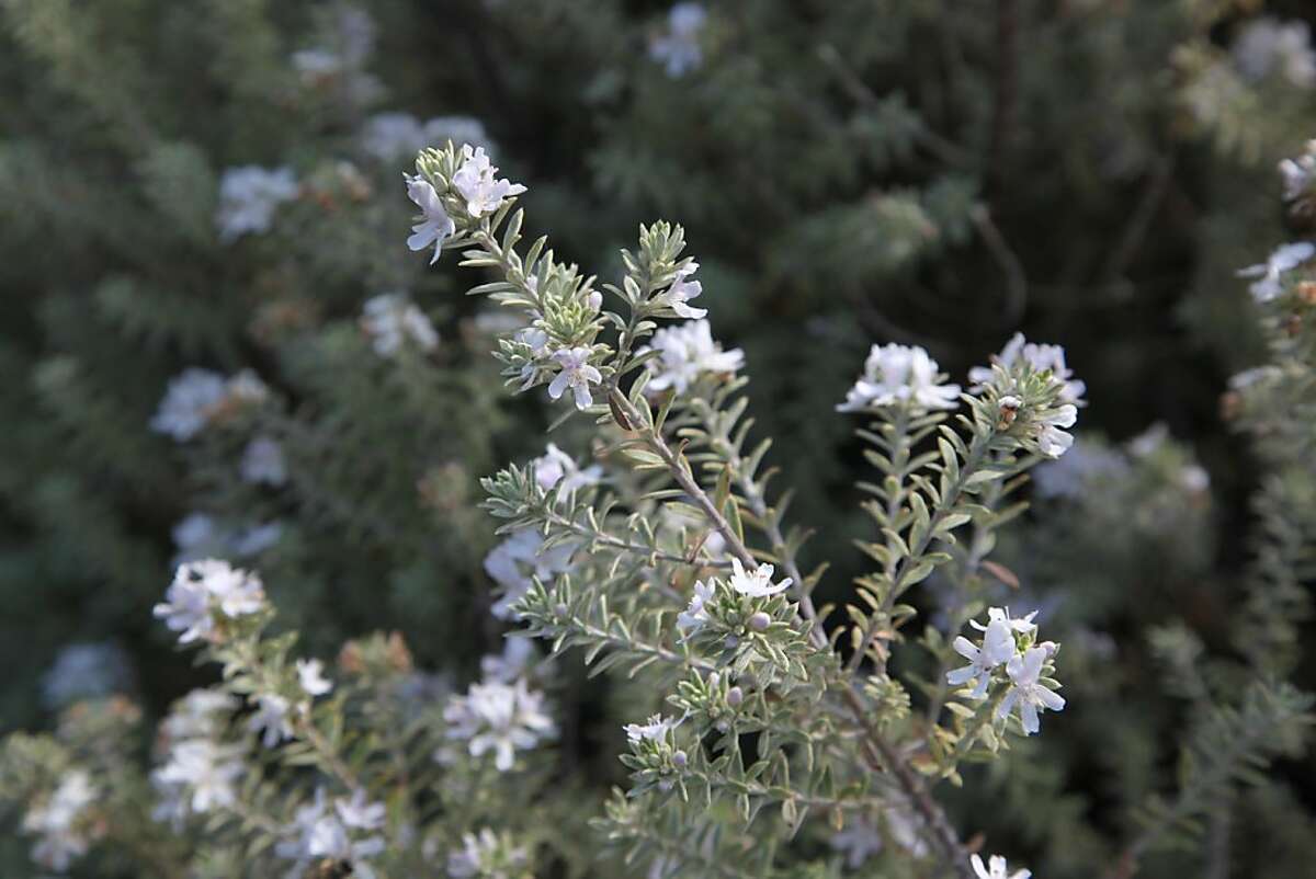 Westringia fruticosa greens up winter