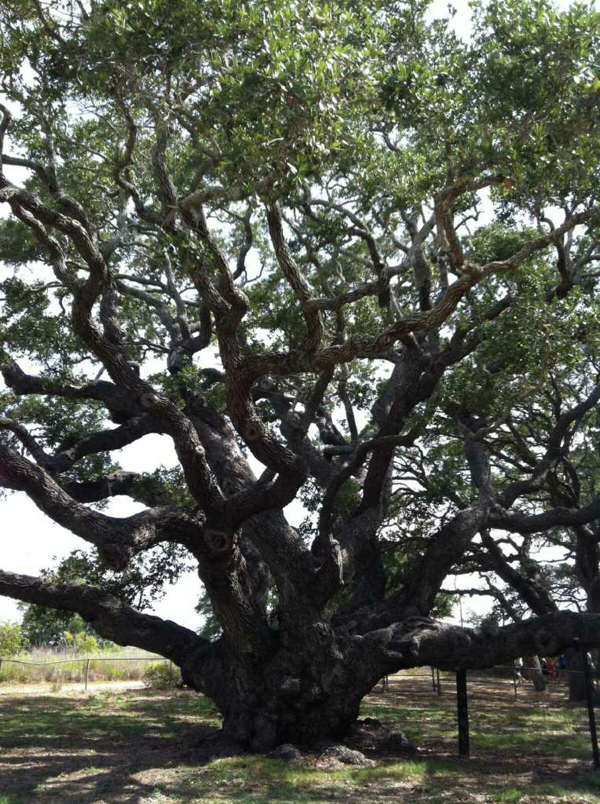 Texas To Give One Of Nations Oldest Trees New Protection