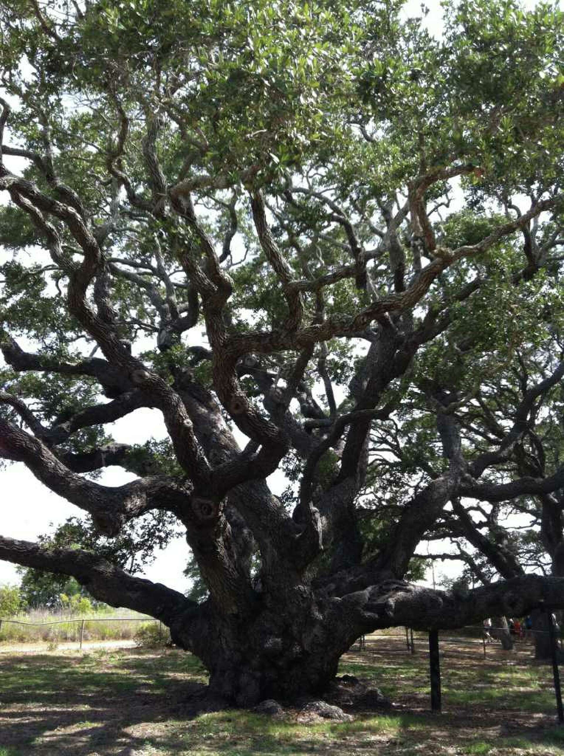 Texas to give one of nation's oldest trees new protection