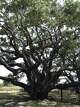 Texas to give one of nation's oldest trees new protection
