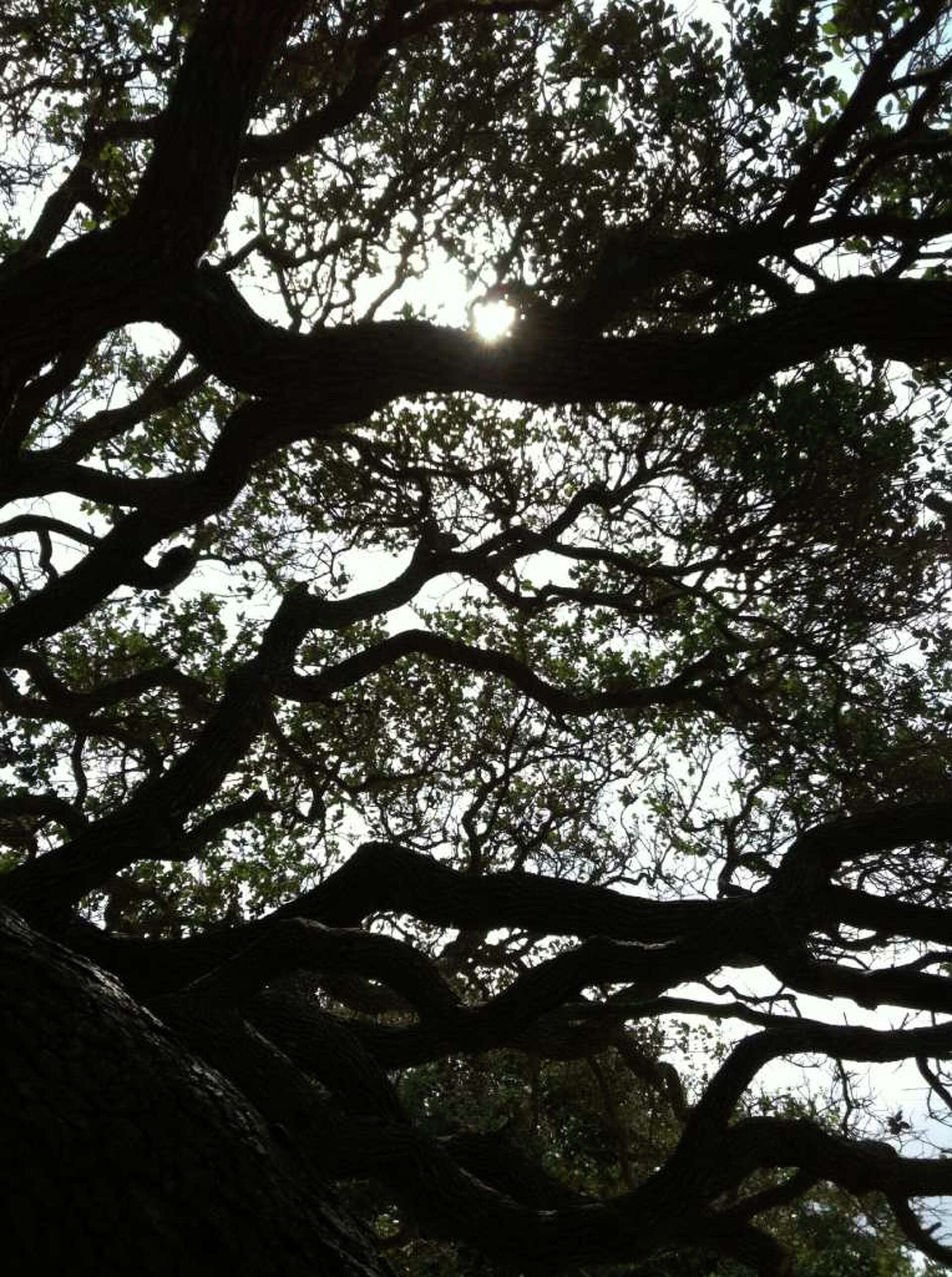 Texas to give one of nation's oldest trees new protection