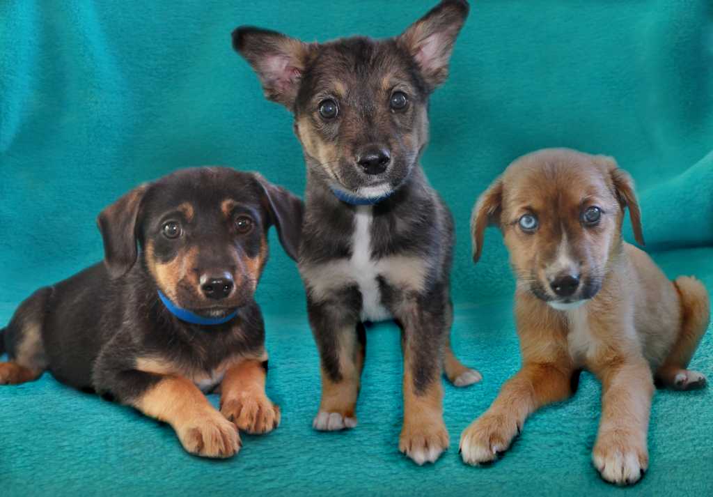 Pet Project: Resolve to adopt a puppy or kitten