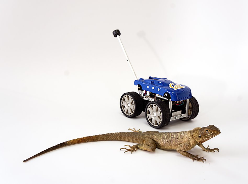 UC lab makes robot that emulates leaping lizard