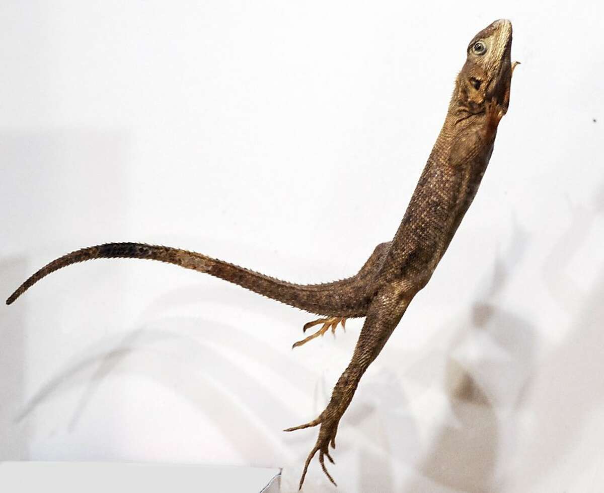 UC lab makes robot that emulates leaping lizard