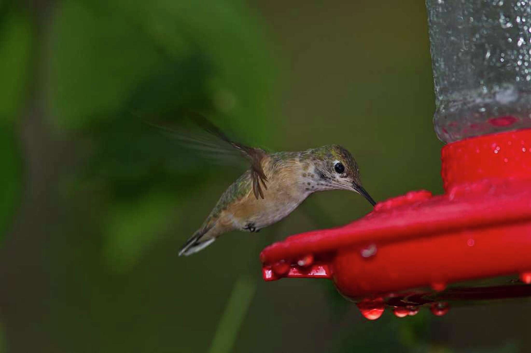 Calliope turns up at a suburban hummingbird feeder
