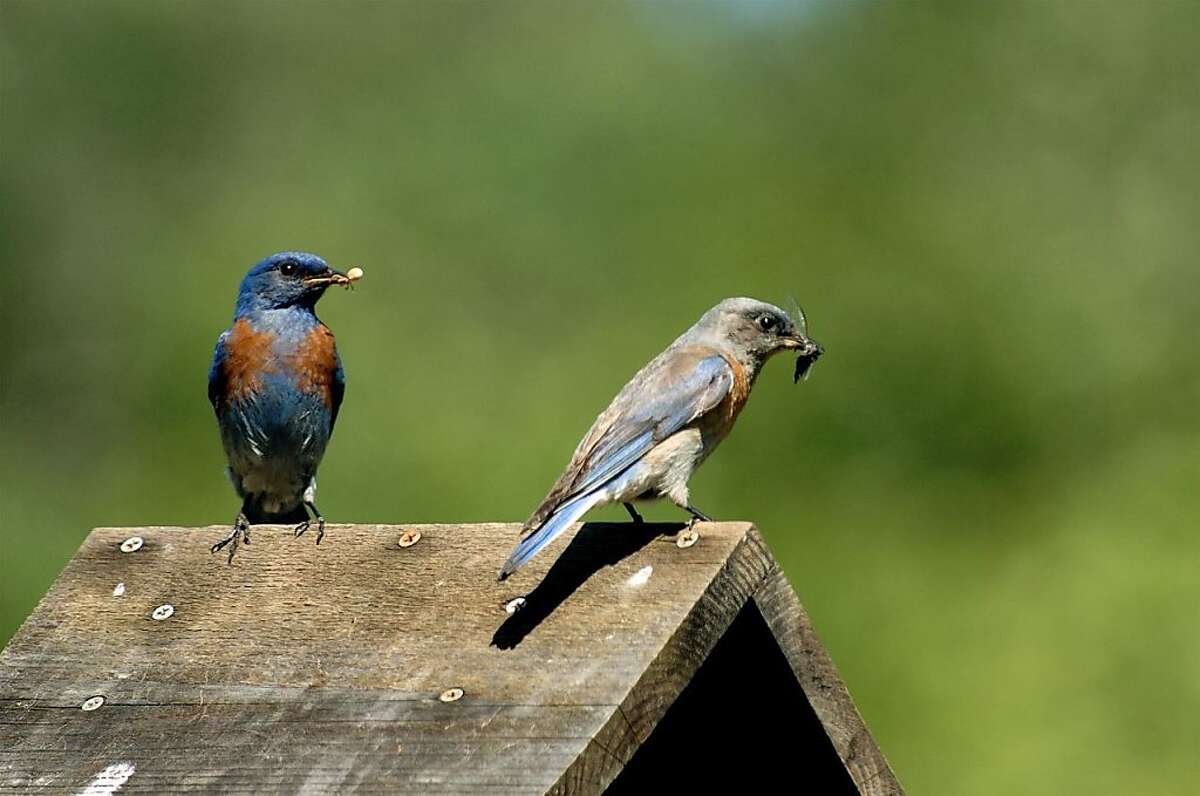 Western bluebirds offer pest control on the fly