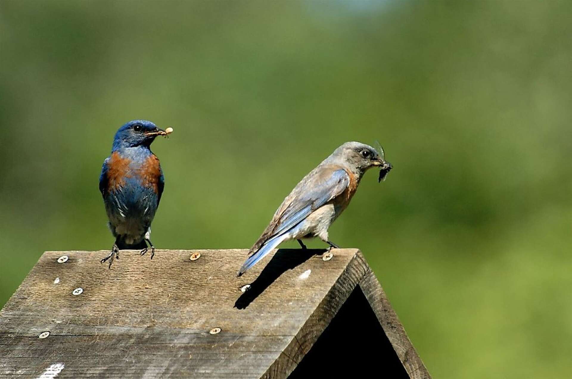 Western bluebirds offer pest control on the fly