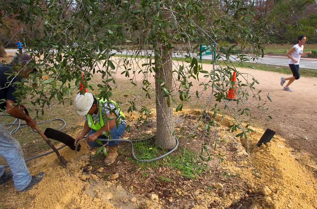 Houston seeks volunteers to help replenish trees