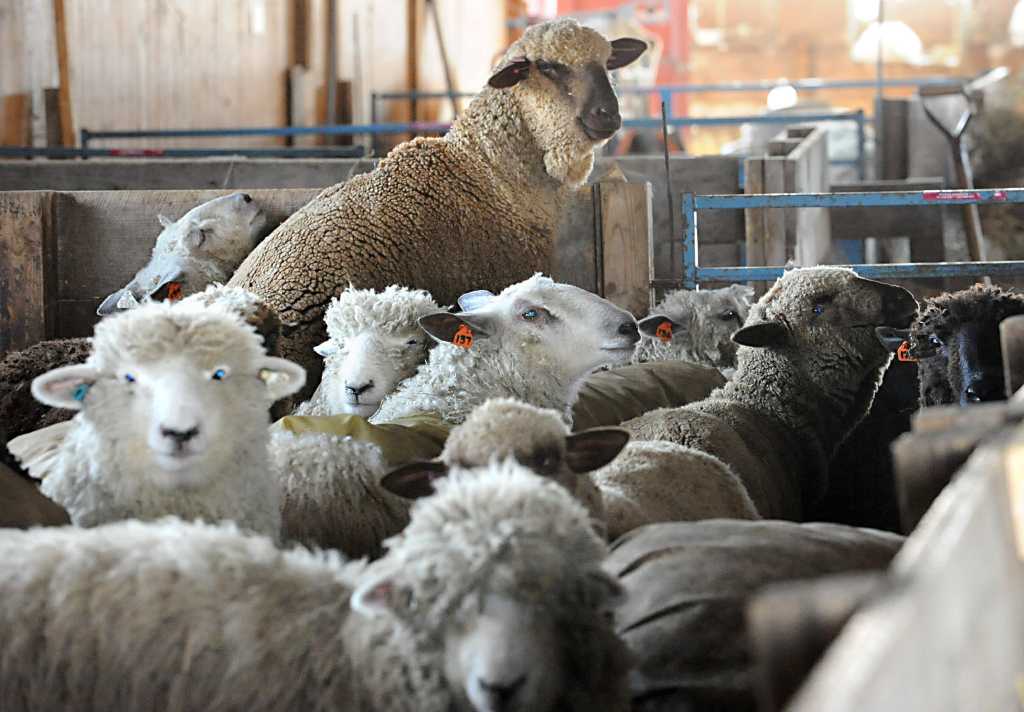 Northumberland sheep farm