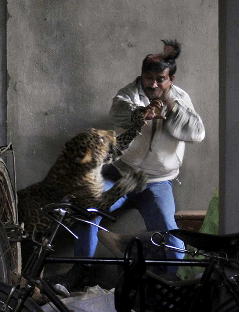 News of the world in photos: Leopard attacks and more